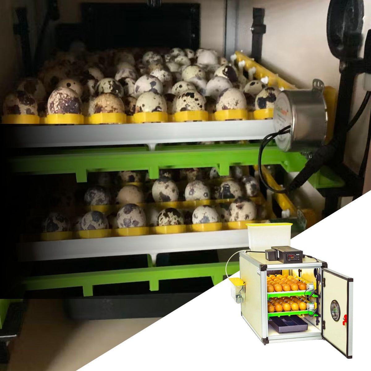 Quail egg incubators for successful incubation | HatchingTime – Hatching Time