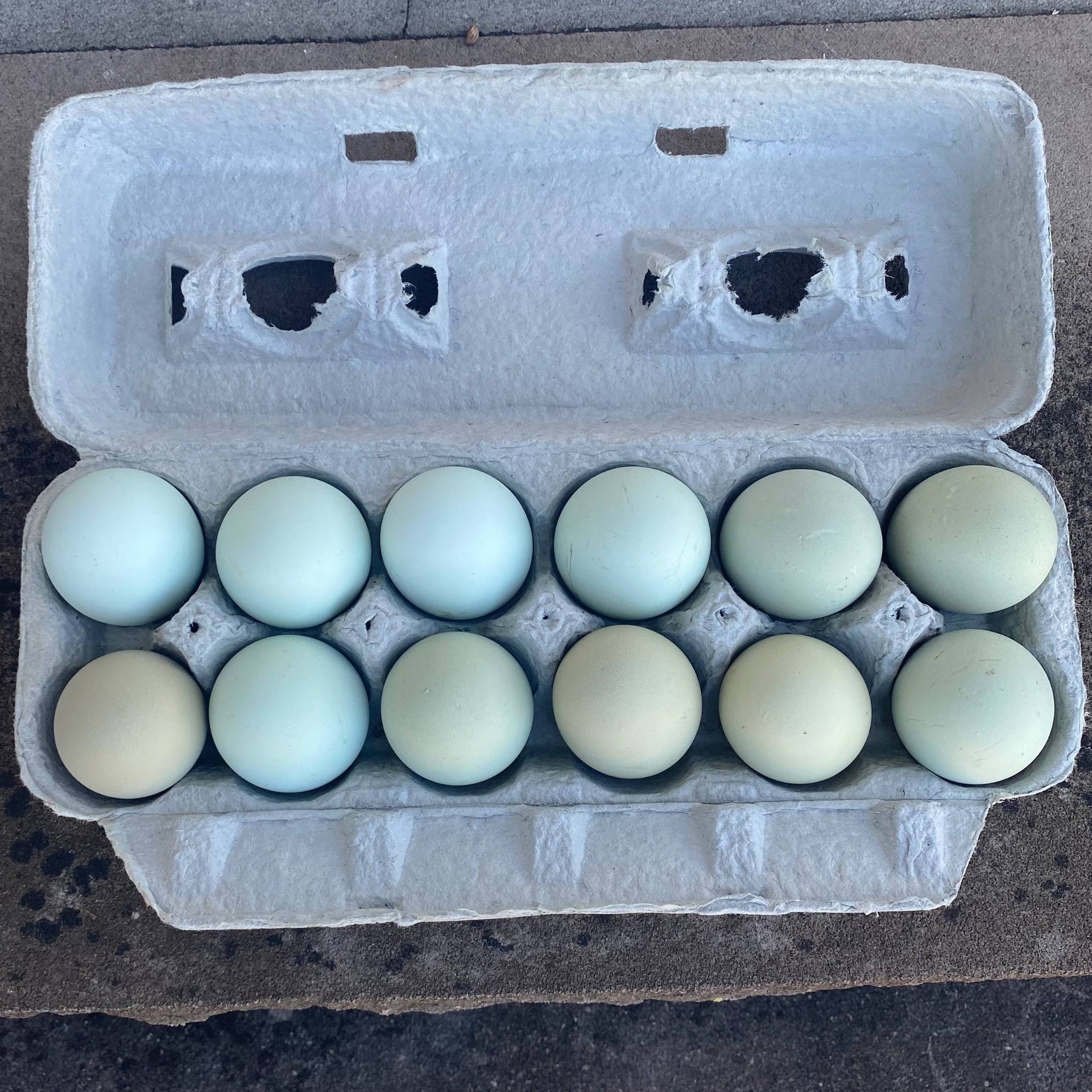 blue eggs
