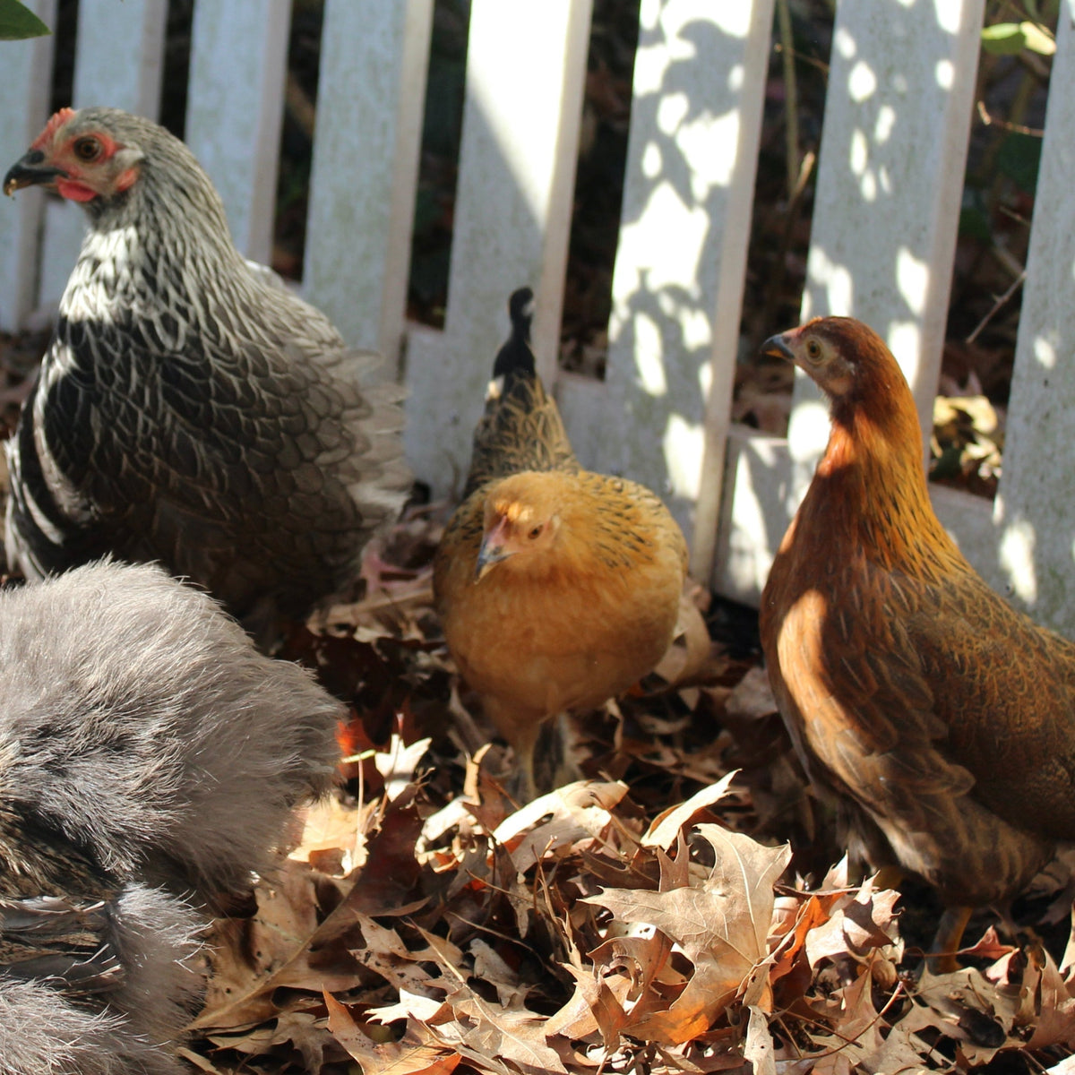 Raising Pullets and Cockerels: A Practical Guide for Healthy Flocks ...
