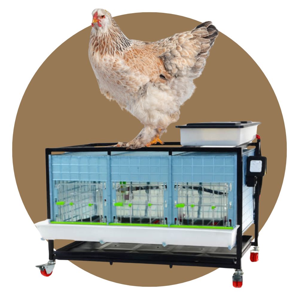 Chicken Starter Kits for Backyard Poultry & Farming | Hatching Time