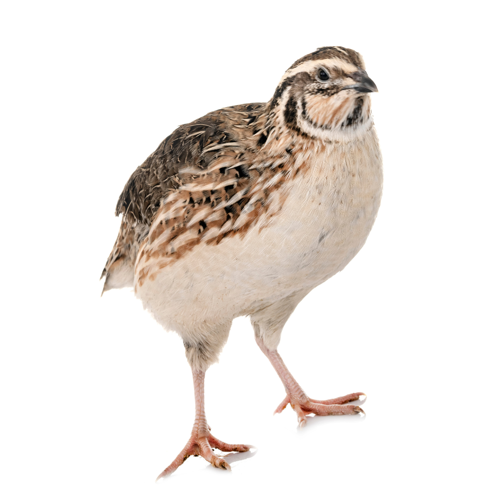 Quail Poultry Equipment - Shop by Birds | Hatching Time