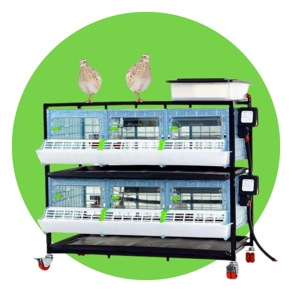Quail Cages (Stackable, Easy To Clean Quail Coop) | Hatching Time
