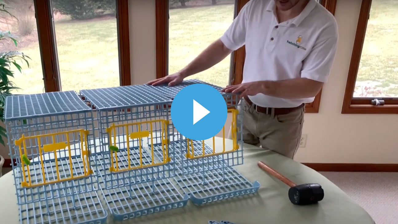 Chicken Egg Laying Cage - 3 Layer 15" Divided Breeding | Hatching Time