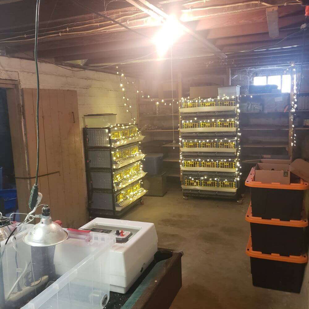 Quail Breeding Cage - 1 Section (Easy Clean Quail Pen) | Hatching Time