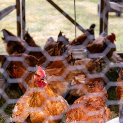 Coturnix Quail Genetics and Breeding | Hatching Time Blog