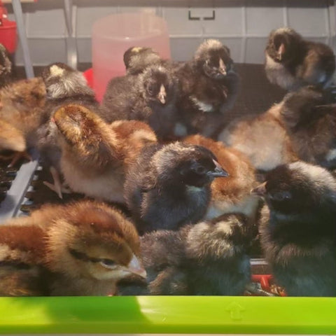 Quail Brooder vs Chick Brooder - Which One to Pick? | Hatching Time