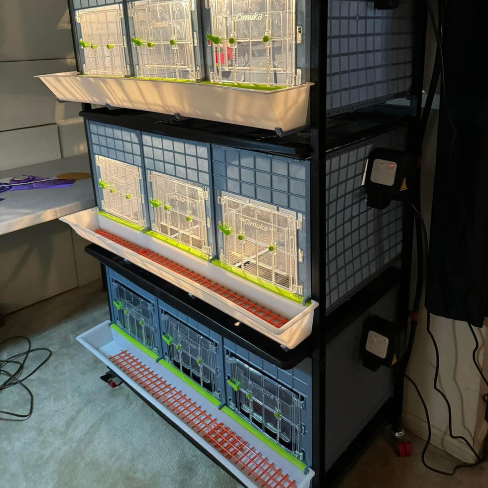 Quail Brooder vs Chick Brooder - Which One to Pick? | Hatching Time