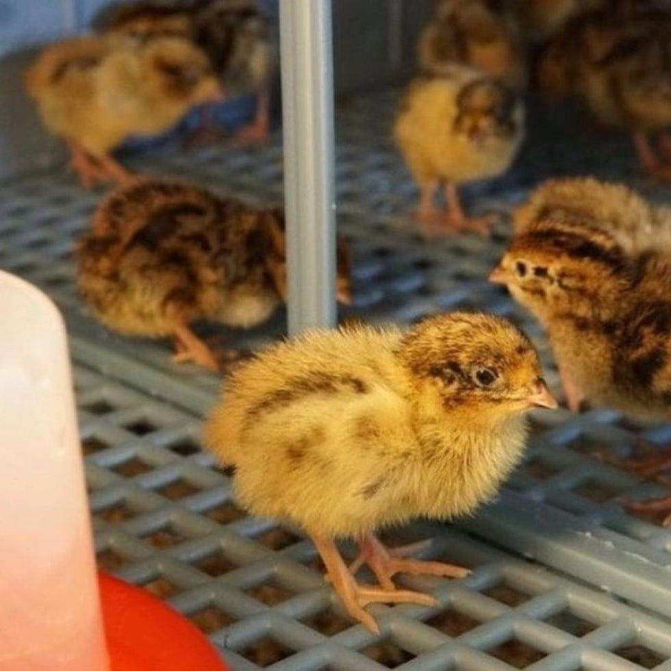 Recommended Hatcheries For Egg and Chicks | Hatching Time