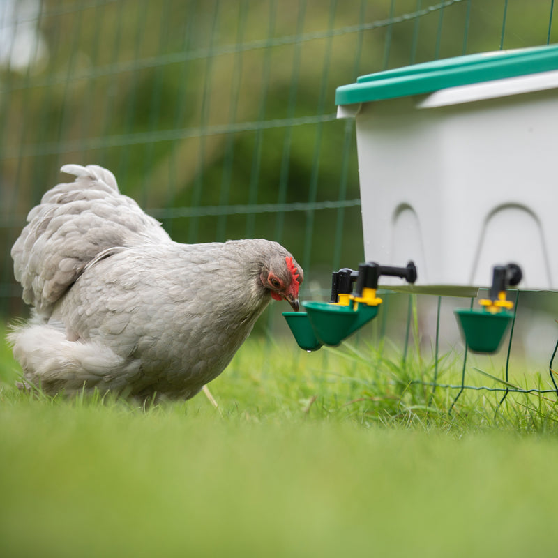 AviAqua 2 Gallon Poultry Drinker 3 Cups | Hatching Time