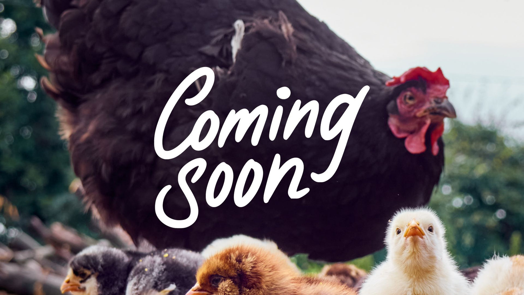 9.5" Tall Chick Brooder - Layer Addition (Easy-to-Clean) Cimuka ...