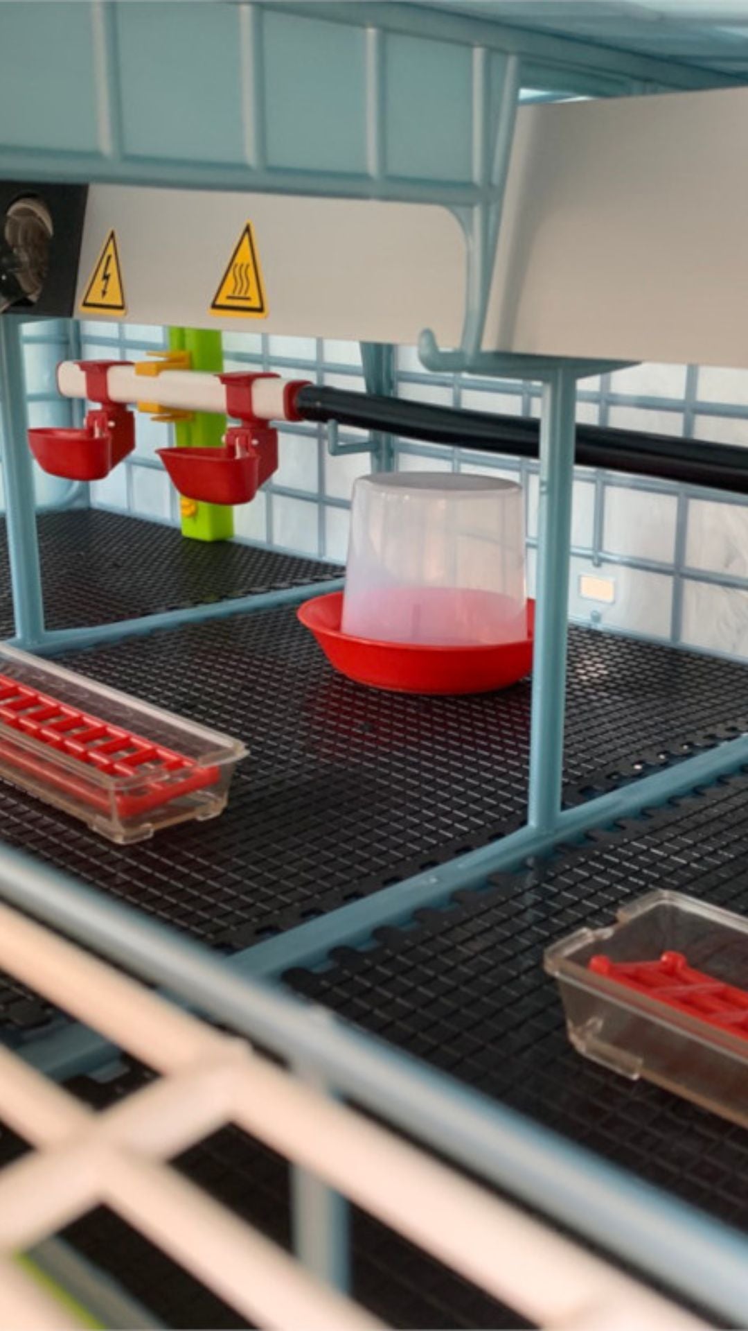 Quail Brooder vs Chick Brooder - Which One to Pick? | Hatching Time