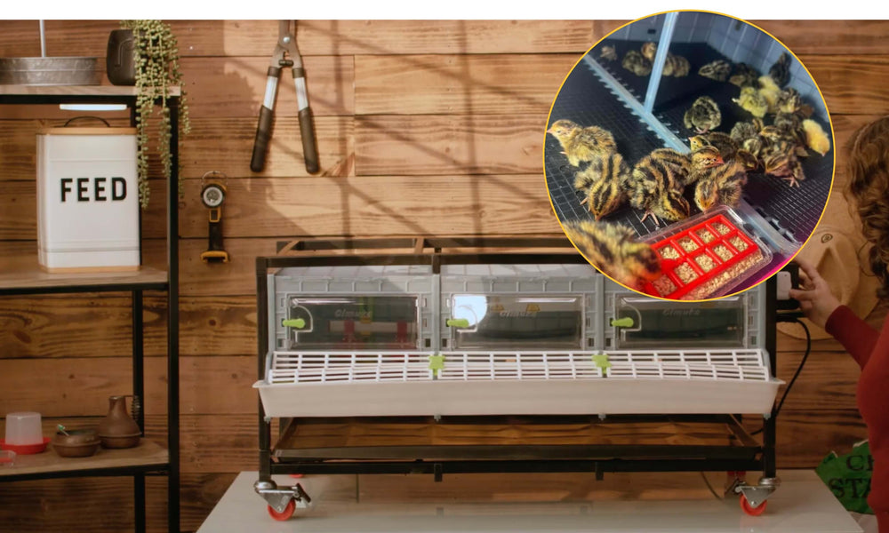 Quail Brooder vs Chick Brooder - Which One to Pick? | Hatching Time