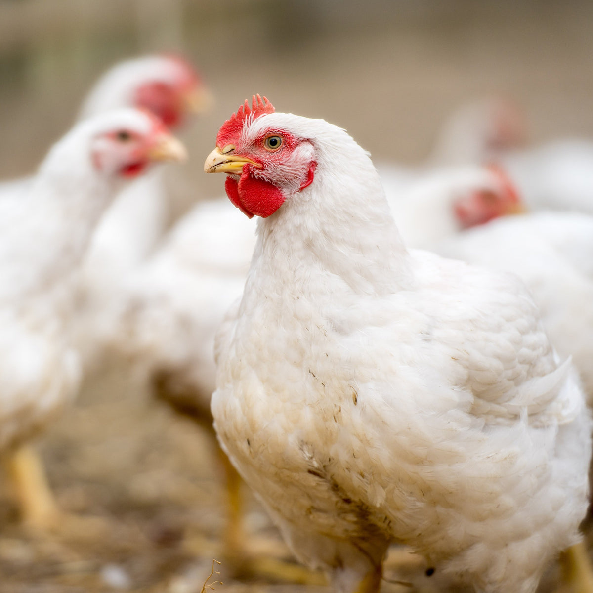 Cornish Cross Chickens - Day Old Chicks for Sale | Hatching Time