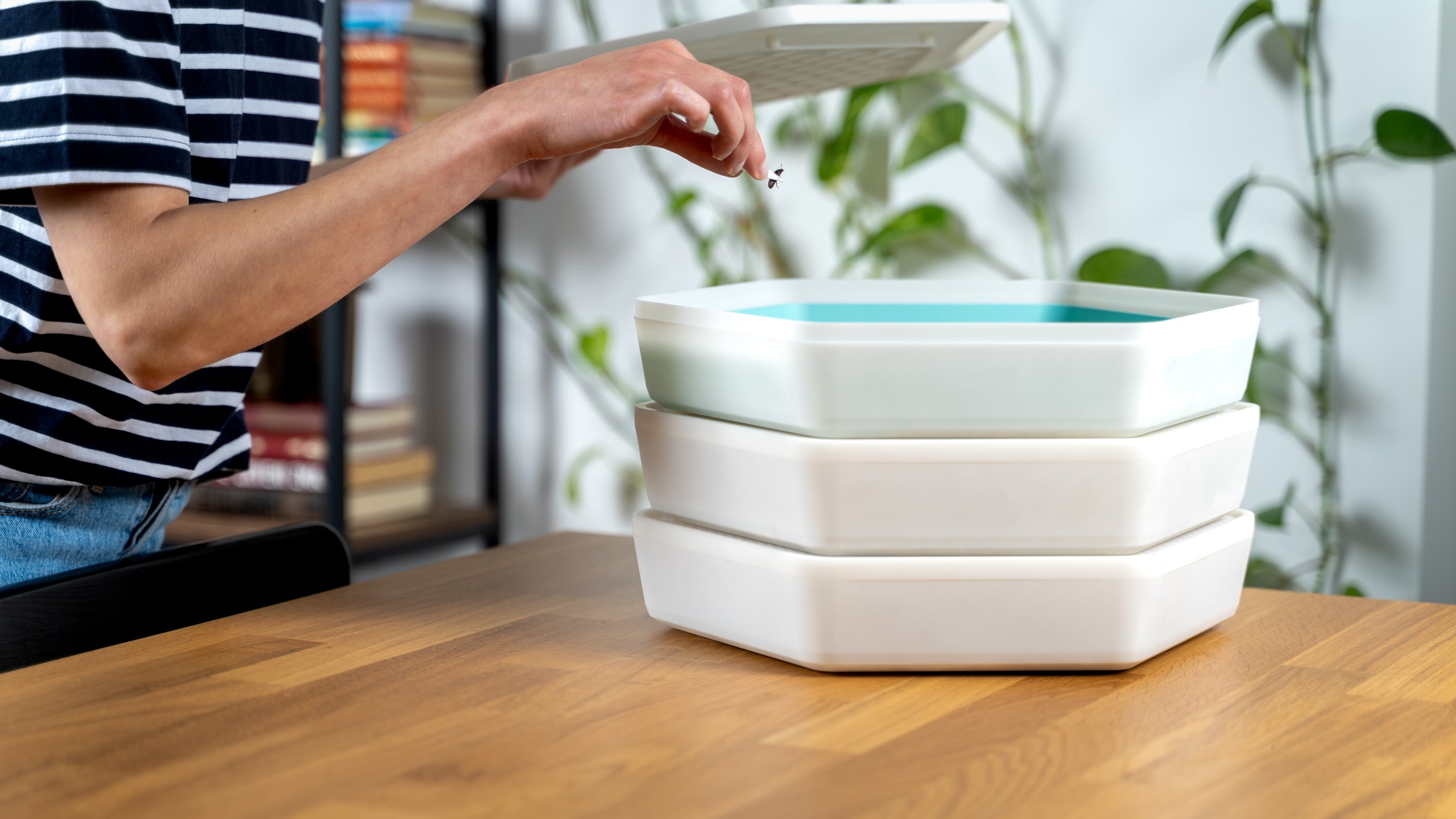 Mealworm Kits - Sustainable Poultry Feed | Hatching Time