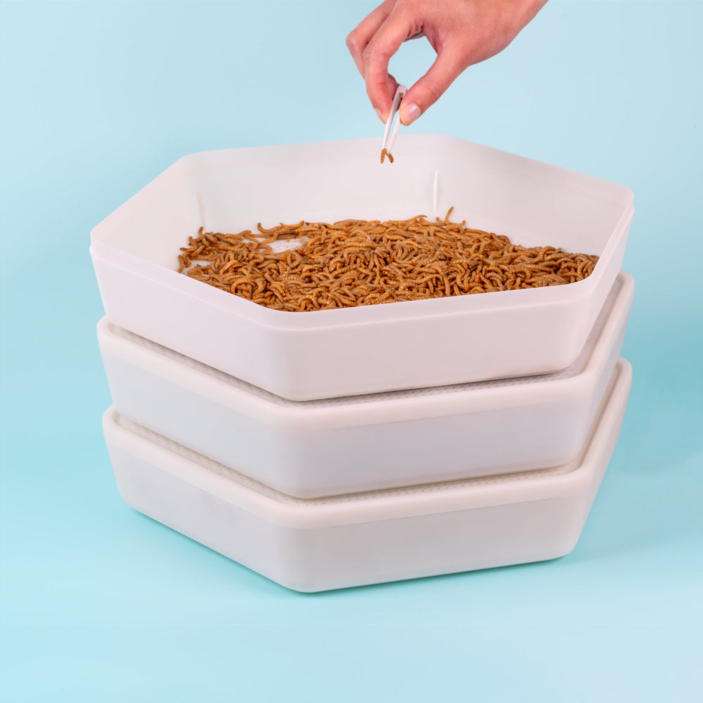 Mealworm Kits - Sustainable Poultry Feed | Hatching Time