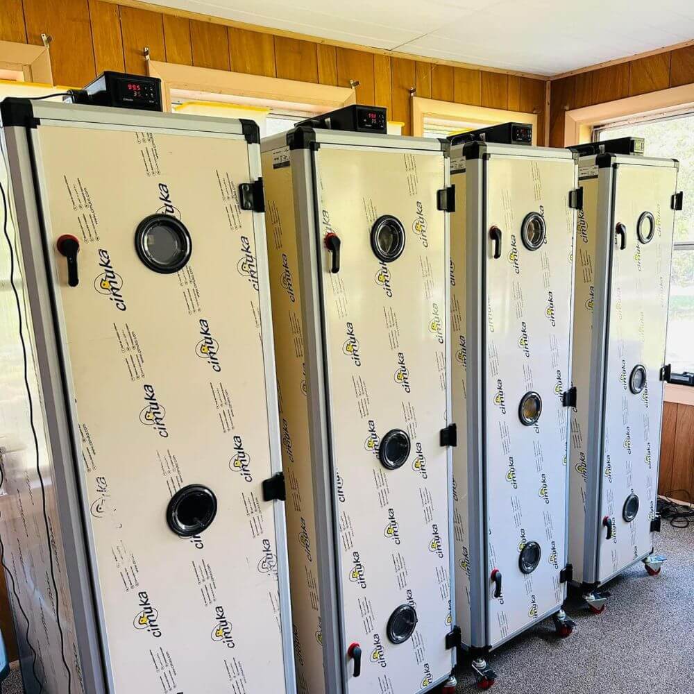 Quail Egg Scissors – Hatching Time