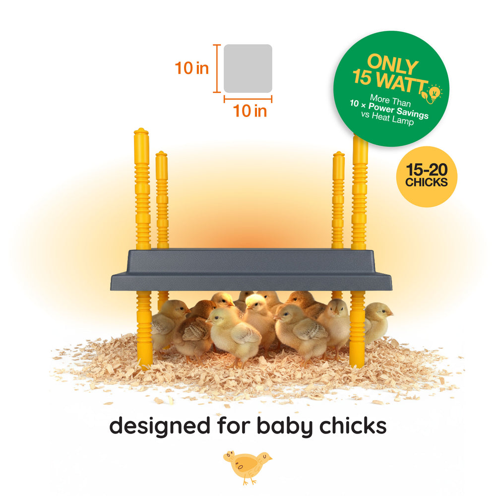 Chick Brooder Heating Plates with Adjustable Heights | Hatching Time