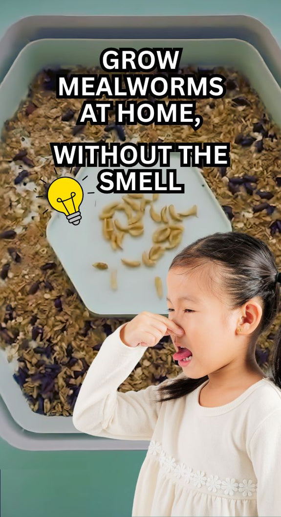 Smart & Automatic Egg Incubators for Easy Hatching | Hatching Time