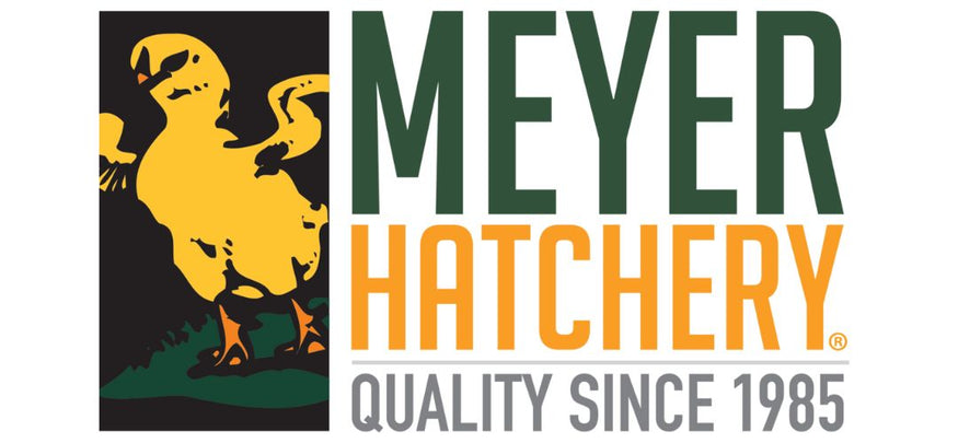 Recommended Hatcheries For Egg and Chicks | Hatching Time