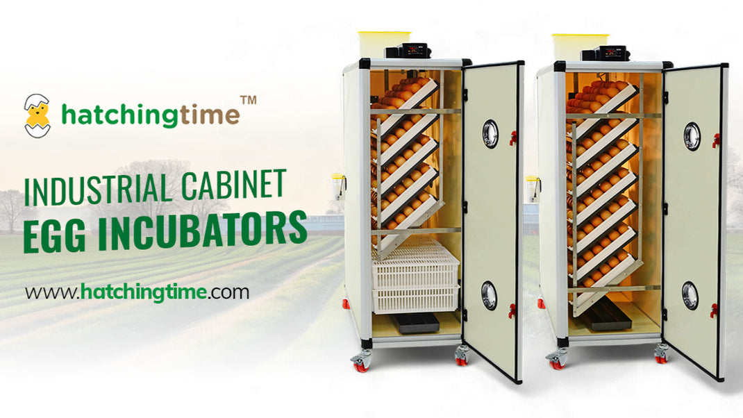 175 Egg Hatcher - Cabinet Style Hatcher by Cimuka | Hatching Time