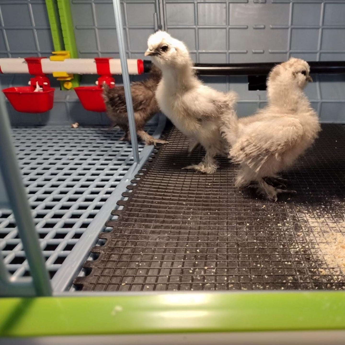 Quail Brooder vs Chick Brooder - Which One to Pick? | Hatching Time