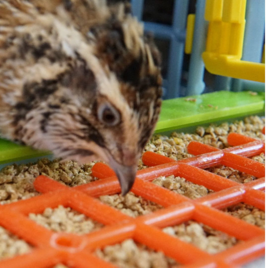 Collections – Hatching Time