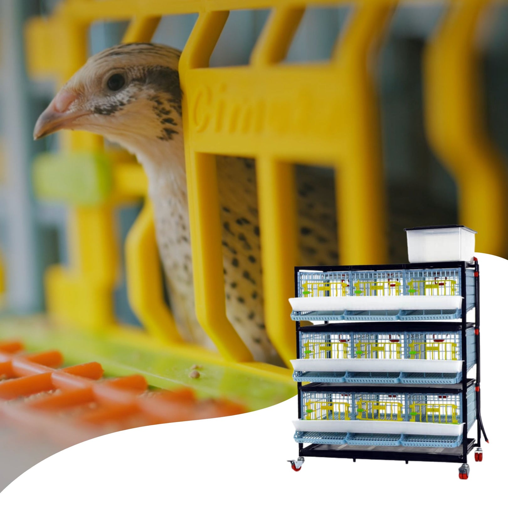 Quail Supplies – Cages, Feeders, Brooders & Incubators | Hatching Time