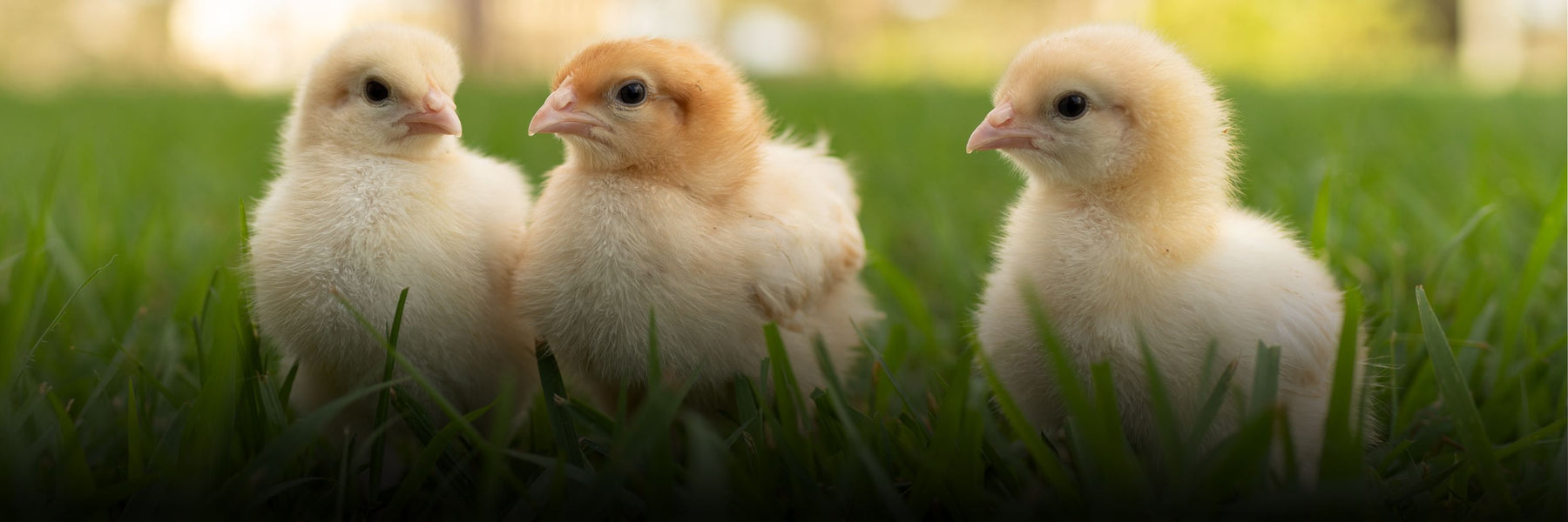 Recommended Hatcheries For Egg and Chicks | Hatching Time