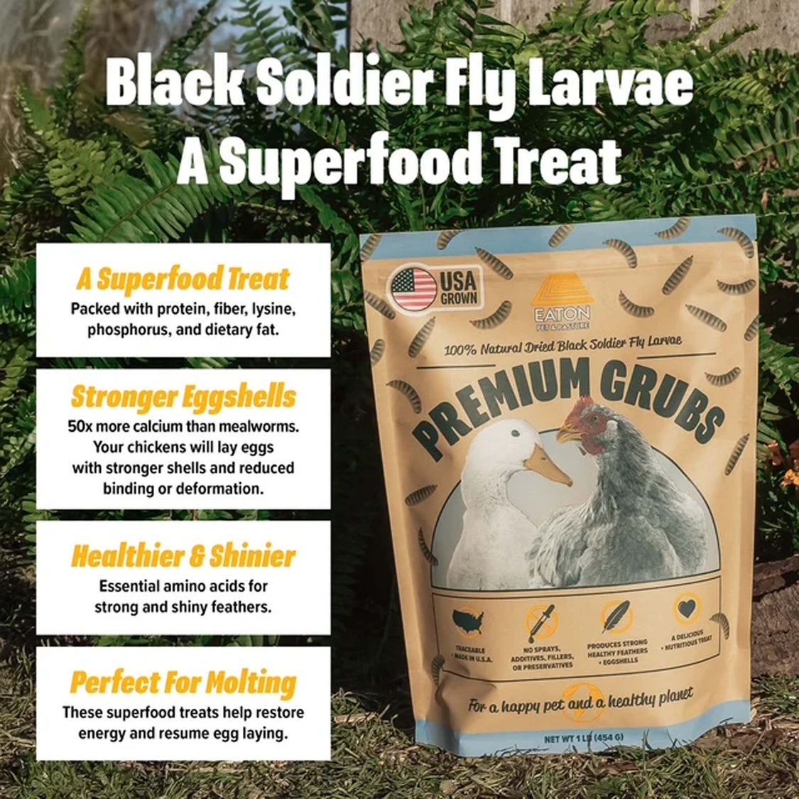 Black Soldier Fly Larvae (Premium Grubs - USA) – Hatching Time