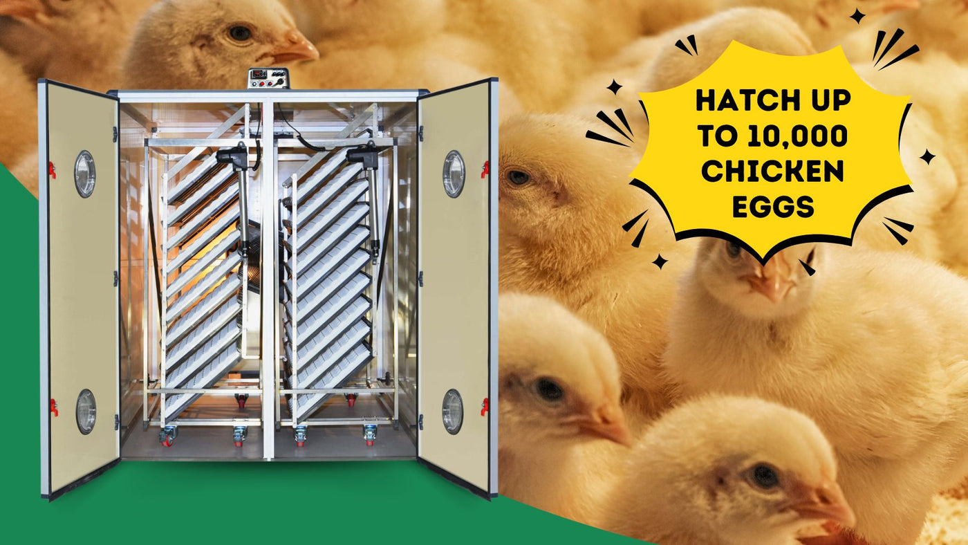 Innovative Poultry Equipment For Poultry Lovers – Hatching Time