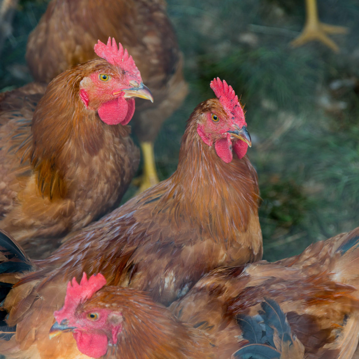 Red Ranger Chickens - Day Old Chicks for Sale | Hatching Time