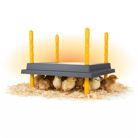 Chick Brooder Heating Plates with Adjustable Heights | Hatching Time