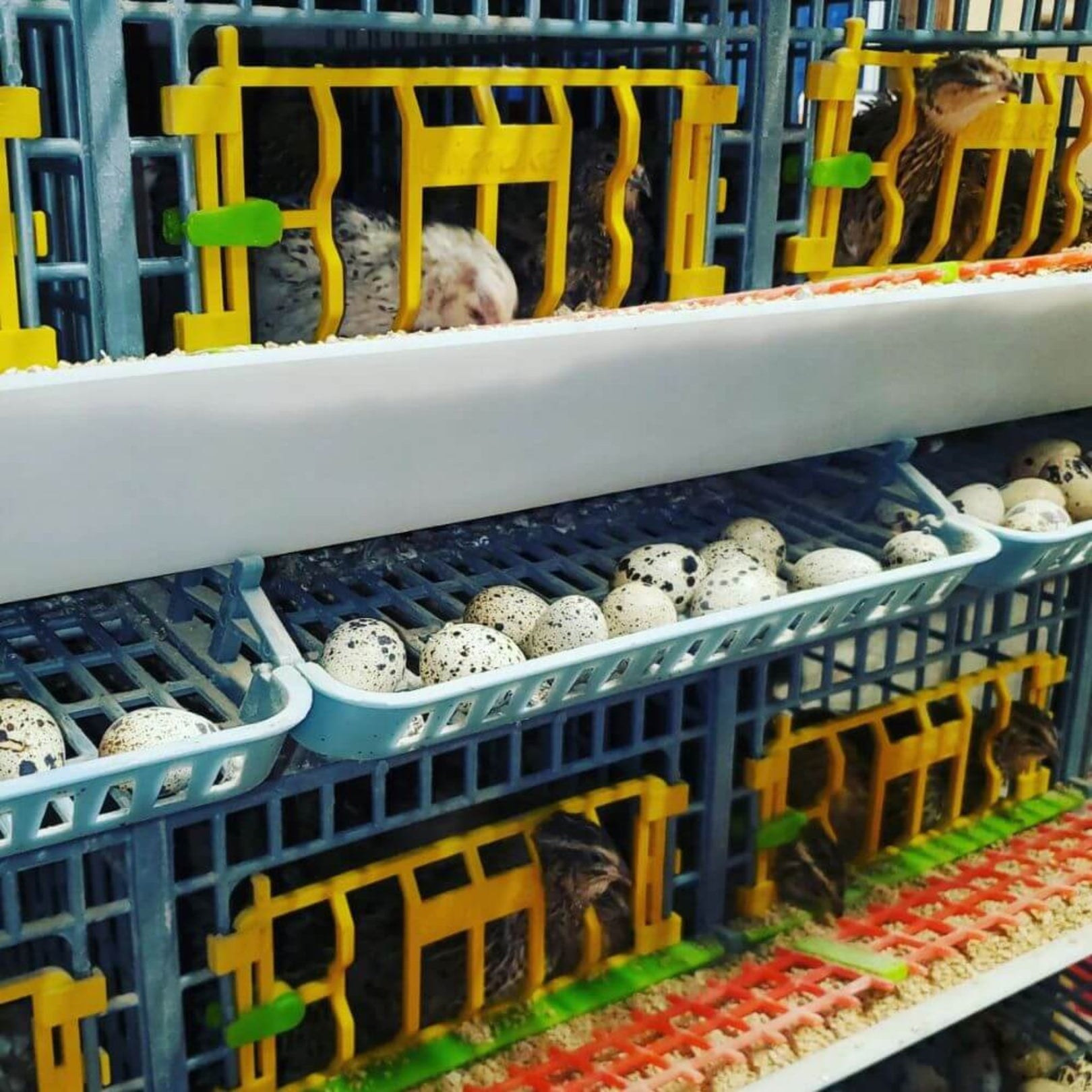 Quail Breeding Cage - 2 Section (Easy Clean Quail Pen) | Hatching Time