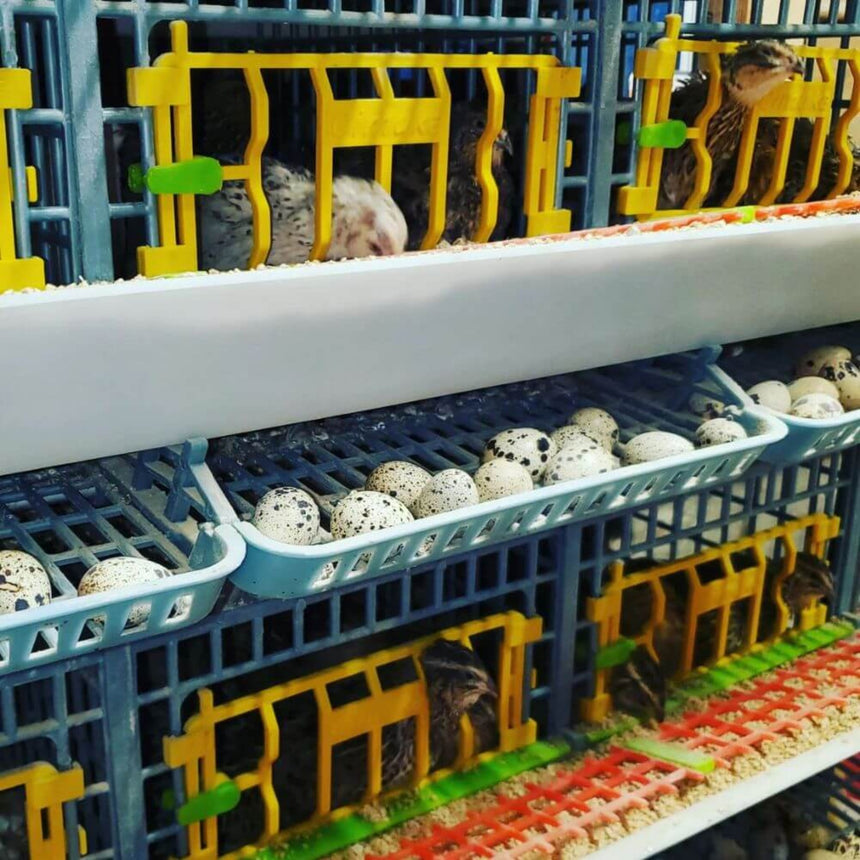 Quail Breeding Cage - 1 Section (Easy Clean Quail Pen) | Hatching Time