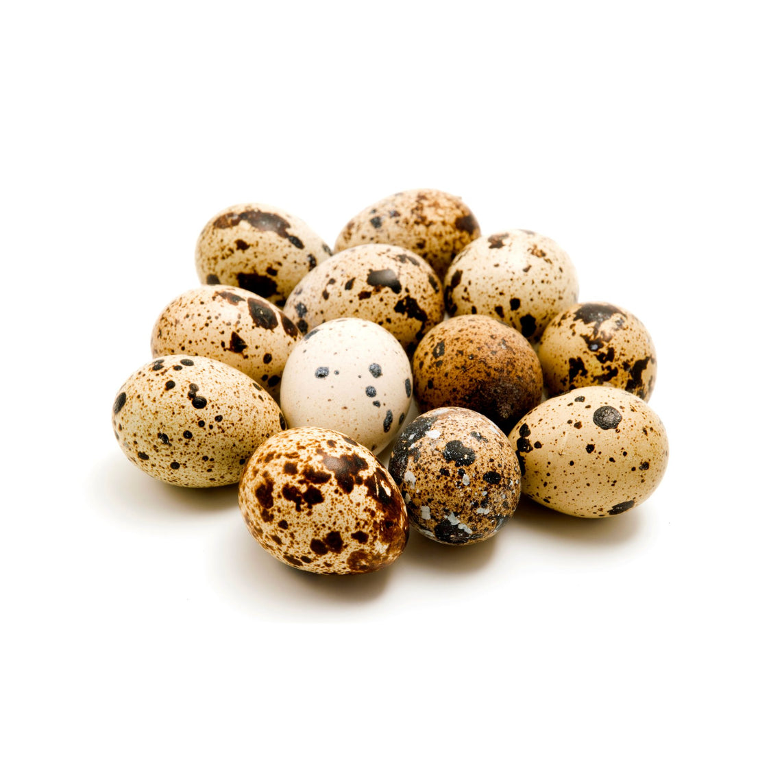 Fertile hatching eggs for sale – Chicken, duck & jumbo quail eggs ...