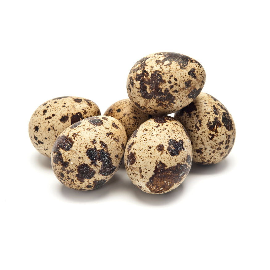 Fertile hatching eggs for sale – Chicken, duck & jumbo quail eggs ...