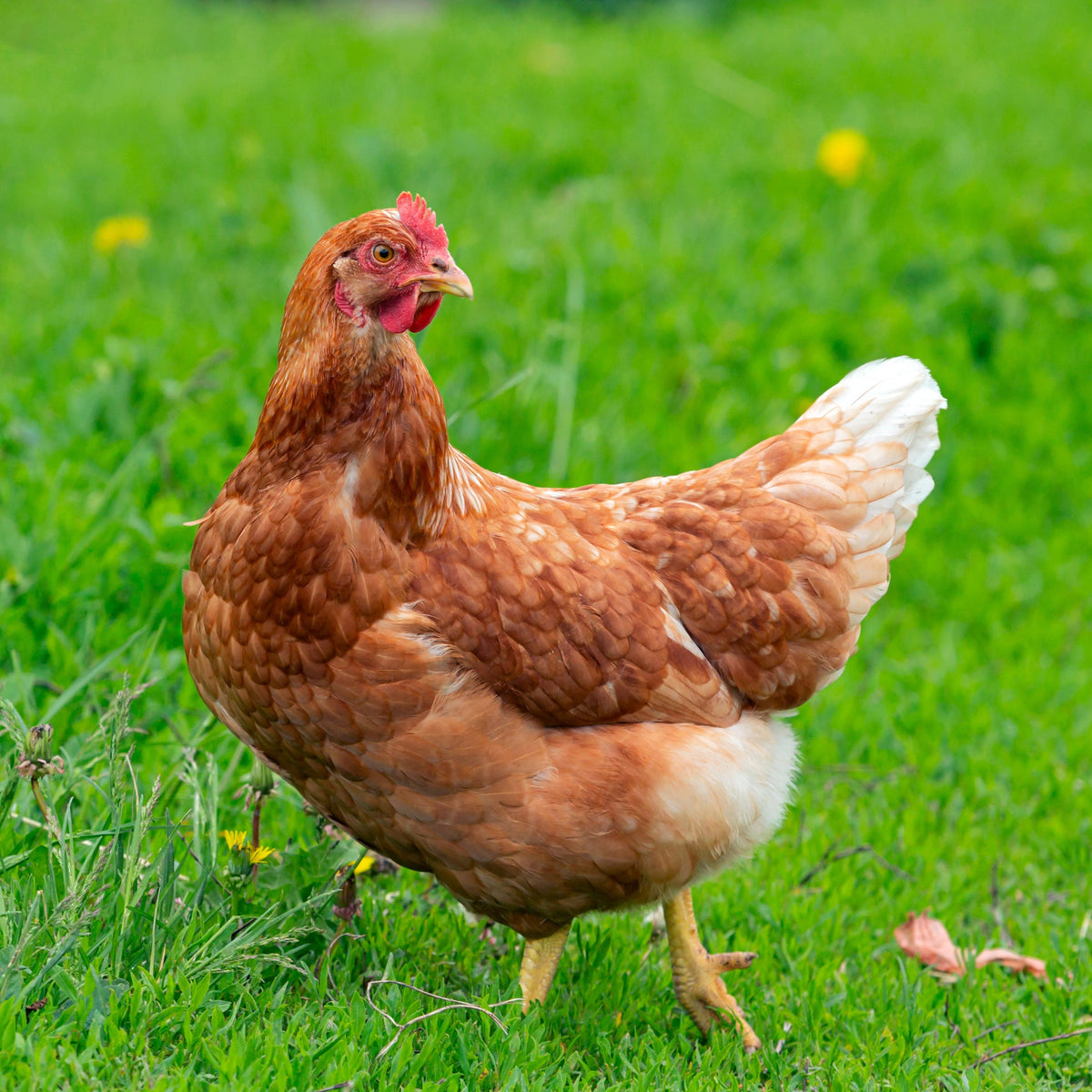 Red Sexlink Chickens - Day Old Chicks for Sale | Hatching Time ...