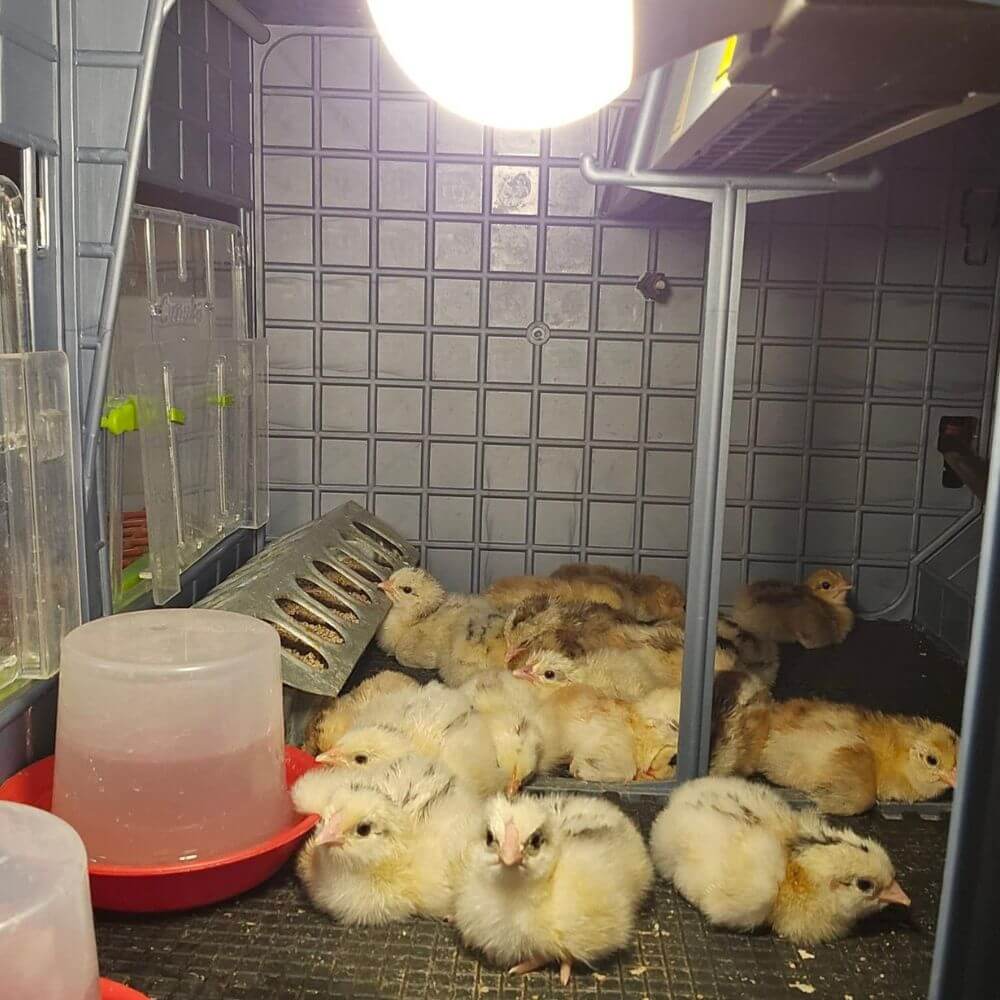 Chicken Plucker Fingers – Replacement Packs (1, 50, 100)|Hatching Time