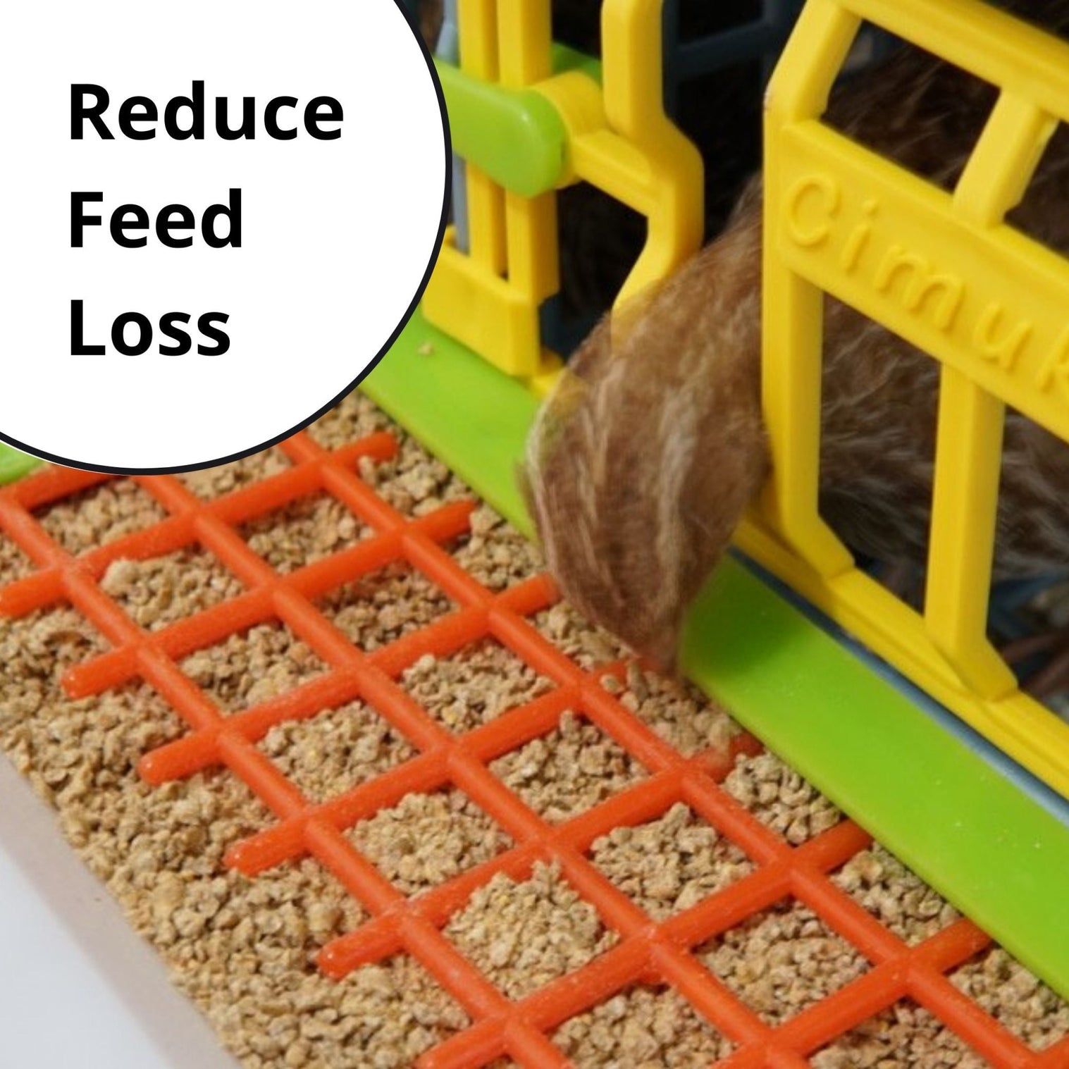 Quail Raising Kit – Quail Pro Plus End-to-End System | Hatching Time