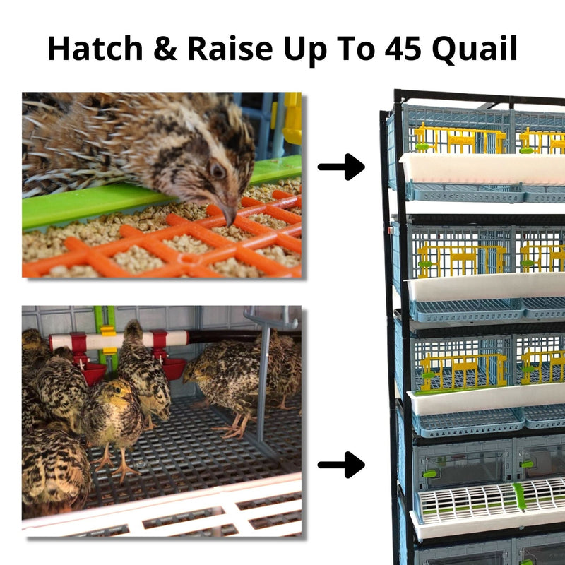 Quail Semi-Pro Kit = Hatching & Raise Quail Today! | Hatching Time